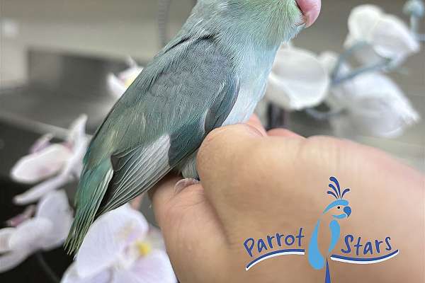 Baby Turquoise Pacific Parrotlet Available at Parrot Stars!