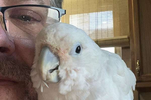 10 month old cockatoo with cage
