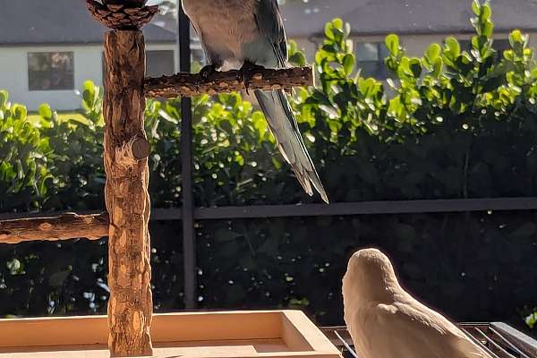 Pair of Quaker Parrots with Cage!