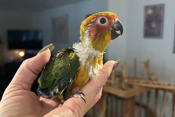 Sun conure babies