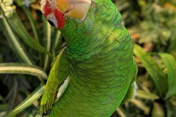 White Fronted Amazon