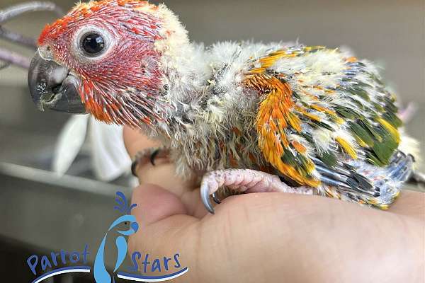 Red Factor Baby Sun Conure Available at Parrot Stars!