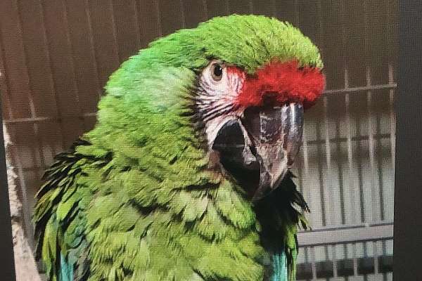 Military McCaw Bird for sale