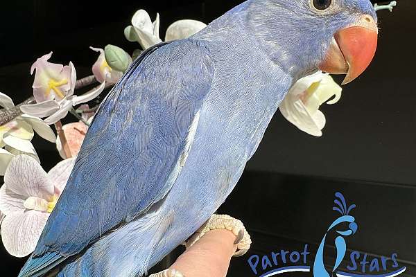 Baby Violet Cobalt Indian Ringneck Available at Parrot Stars!