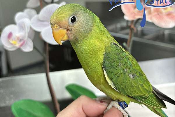 Baby Plum Headed Parakeet Available at Parrot Stars!