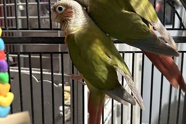 Pineapple Conures – breeding pair