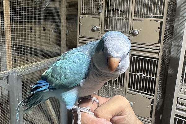 Blue quaker fully tame
