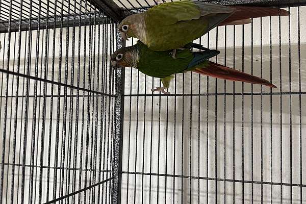 Green cheek conures proven pairs