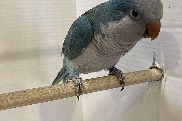 Young blue Quakers regular price $500. On sale for $400.