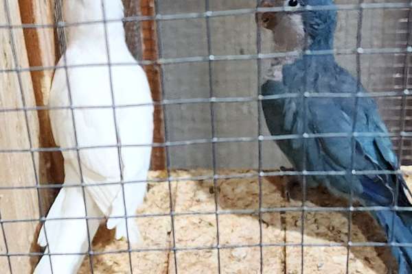 White female quaker and blue male quaker breeding pair