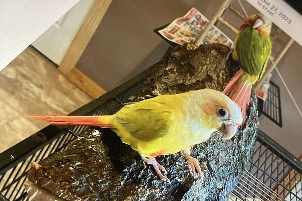 Bonded and proven Conure Pair