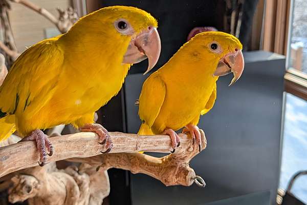 Golden Conures pair