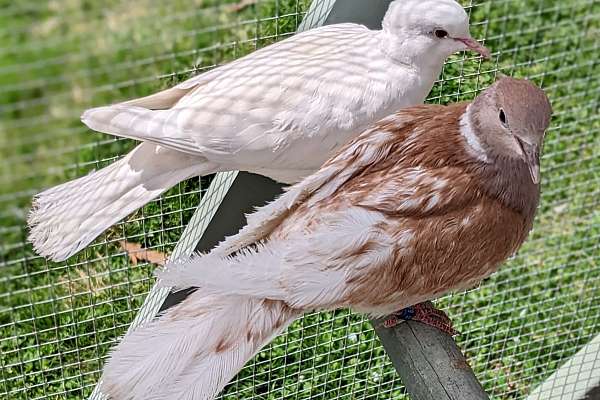 Crested Ivory White Pied and Tangerine Pearled Silky Ringneck Dove Pair