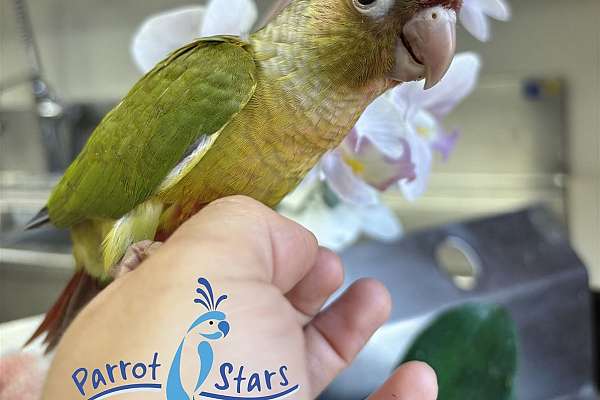 Baby Cinnamon Green Cheek Conure Available at Parrot Stars!