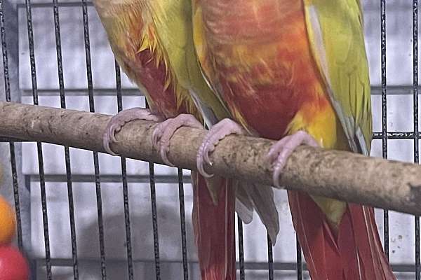 Sun Cheek Conure Pair