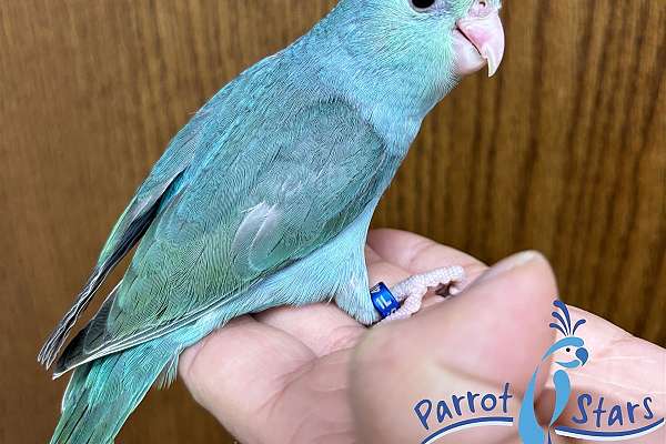 Baby Turquoise Pacific Parrotlet Available at Parrot Stars!