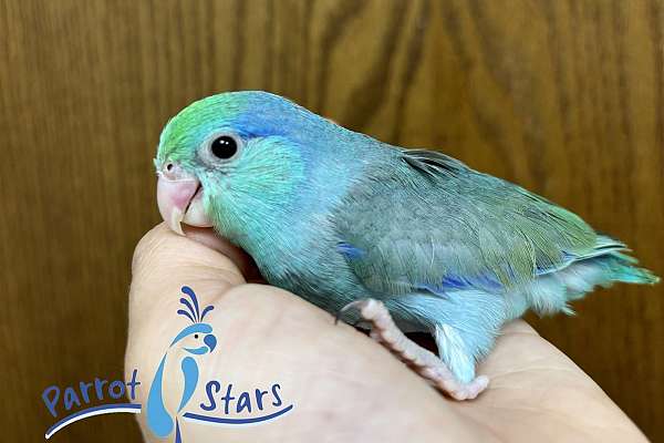 Baby Turquoise Pacific Parrotlet Available at Parrot Stars!