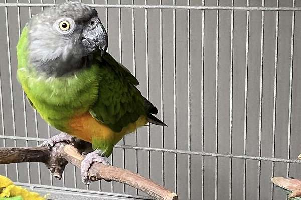 Female Senegal Parrot