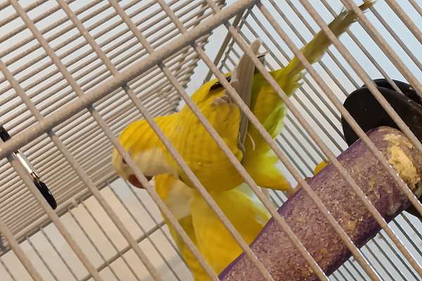 Quaker parrot hen green crossover