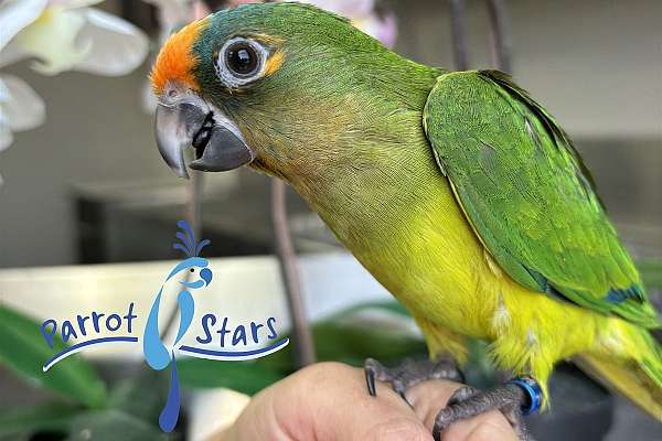 Baby Peach Front Conure Available at Parrot Stars!