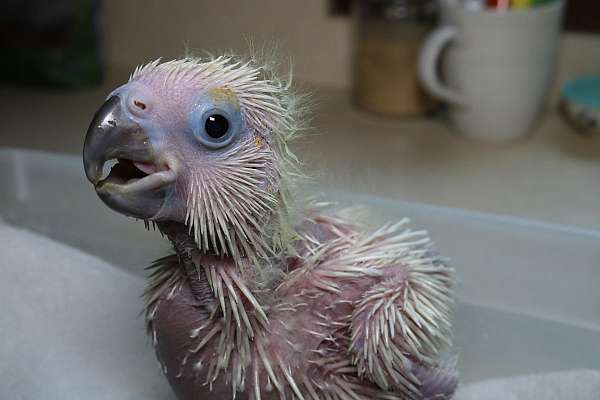Greater Sulphur Crested Triton Baby - 4 weeks Old
