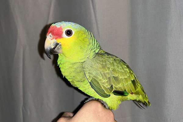 Red Lored Amazon Parrot