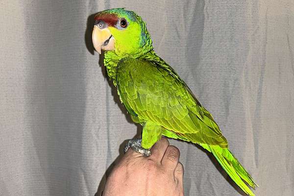 Lilac Crowned Amazon Parrot