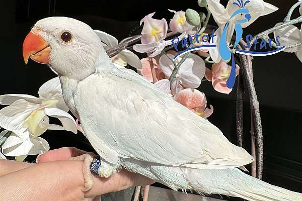 Baby Blue Lacewing Indian Ringneck Available at Parrot Stars!