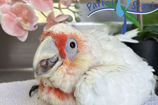 Baby Slender-Billed Cockatoo Available at Parrot Stars!