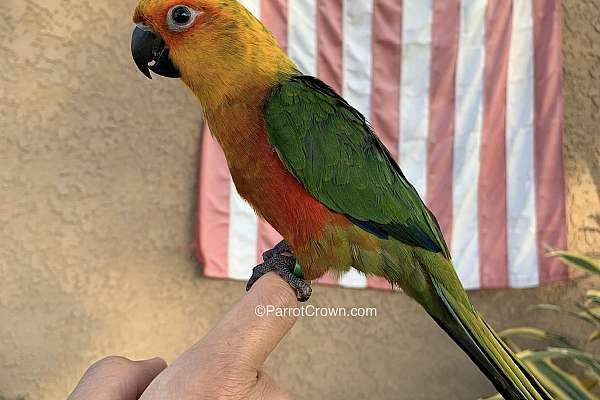 Jenday Conure