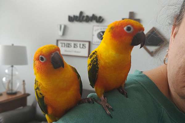 2 sun conures with cage