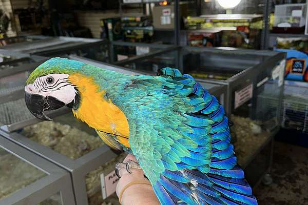Baby Blue and Gold Macaw for Sale