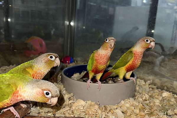 Pineapple Greencheek Conures on Special!