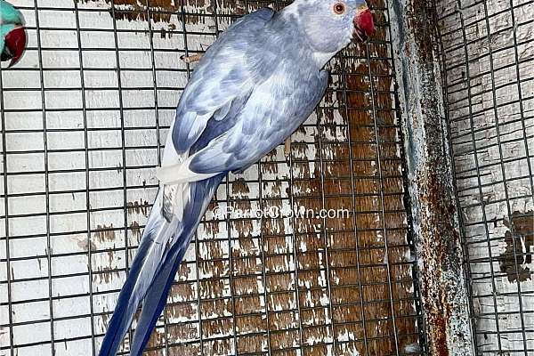 Cobalt Pied Indian Ringneck