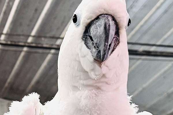 Triton cockatoo (male) darling personality