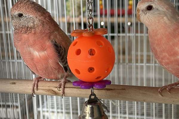 2 bourke parakeets (1 lutino and 1 fallow), free budgie.