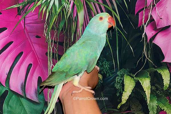 Turquoise Clear Tail Ringneck