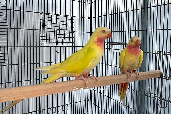 Lutino Yellow Princess of Wales Parakeet / Princess Parrot