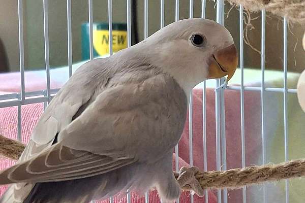 Pallid Blue Lovebird. We safely ship*