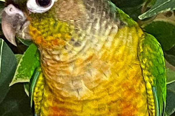 Hand Fed Yellow Sided Green Cheek Conure Baby