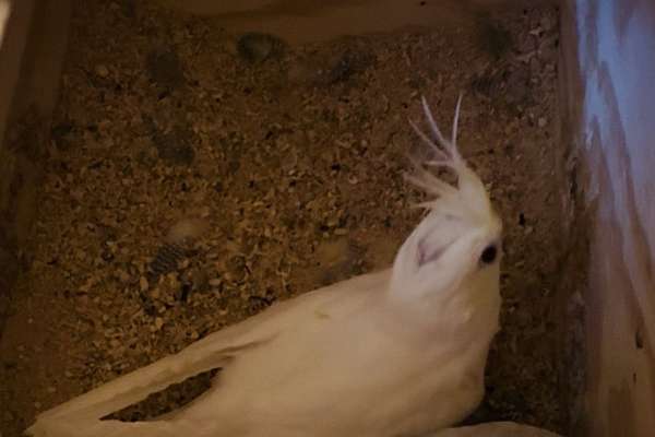 Crested Parakeet Available