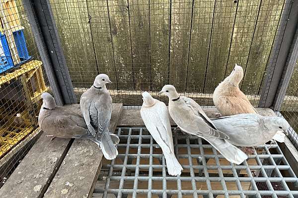 Ringneck Doves Free