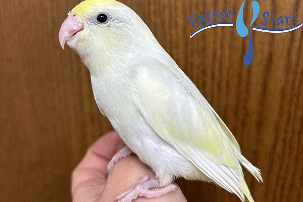 Baby Turquoise Dilute Pacific Parrotlet Available at Parrot Stars!