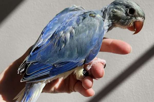 Indian Ringneck Baby - Turquoise Cobalt Emerald Violet - Male