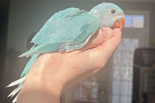 Indian Ringneck Baby - Blue Cleartail - Female
