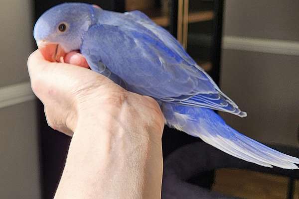 Indian Ringneck Baby - Violet Cleartail - Female