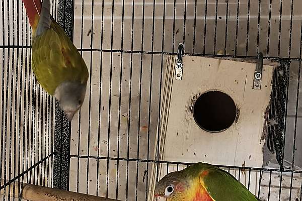 Conure pair