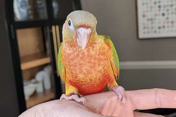 Green Cheek Conure Baby “Pineapple” 178 - Female