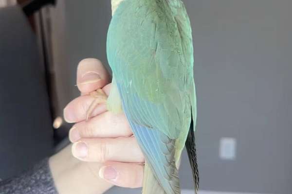 Ready now! Green Cheek Conure Baby “Cinnamon Turquoise” 175 - Female
