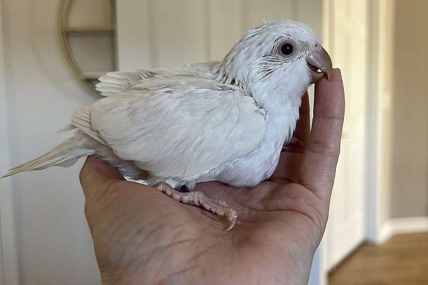 Quaker Parrot Baby - Albino - Female